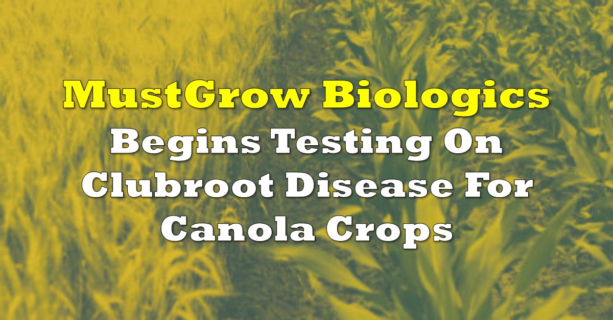 MustGrow Begins Testing On Clubroot Disease For Canola Crops | the deep ...